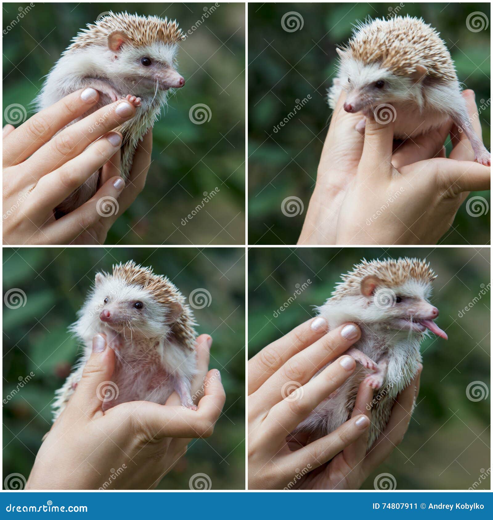 Young hedgehog in hands stock image. Image of background - 74807911