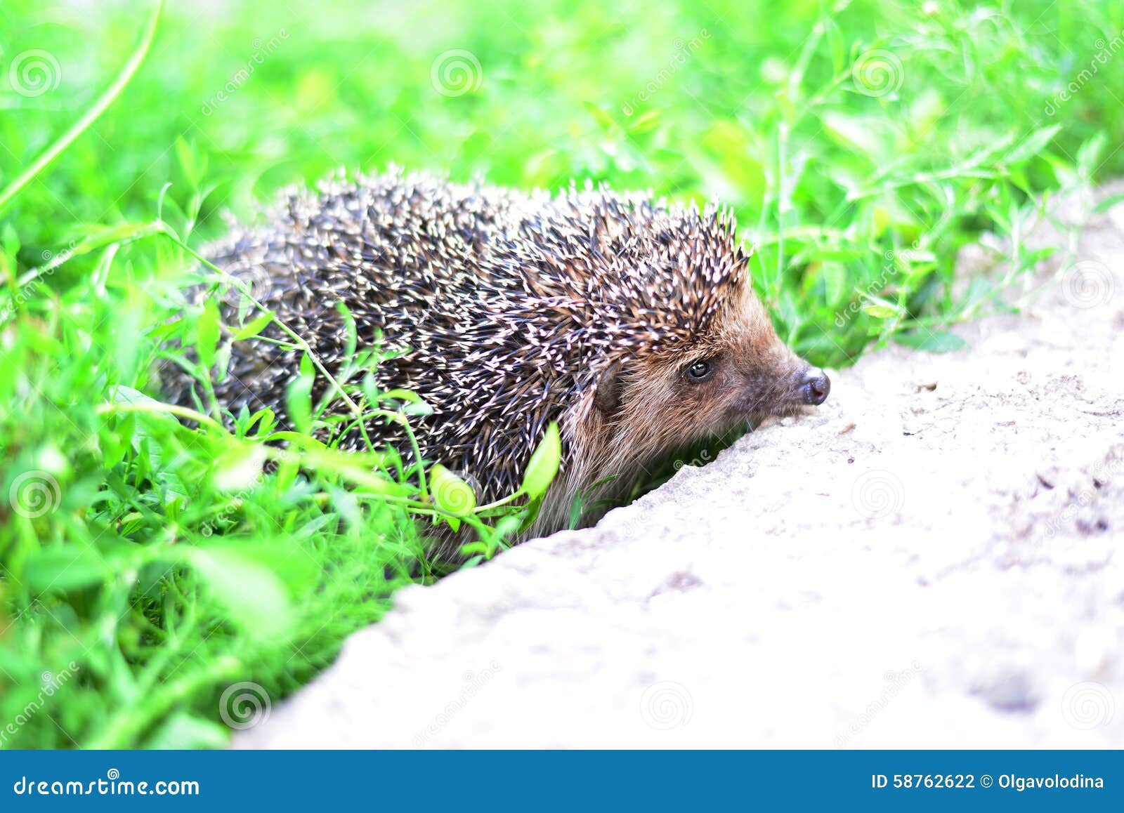 Young Hedgehog in Natural Habitat Stock Photo - Image of forest, brown ...
