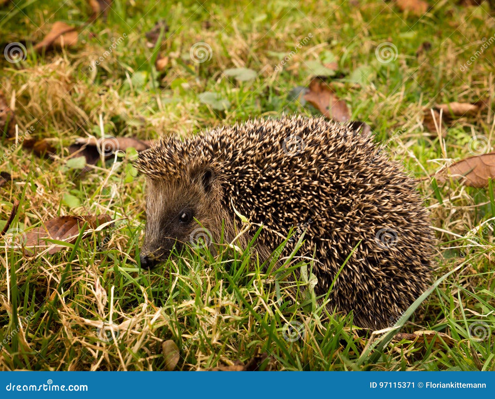 Young Hedgehog Walking through Grass Stock Image - Image of background ...
