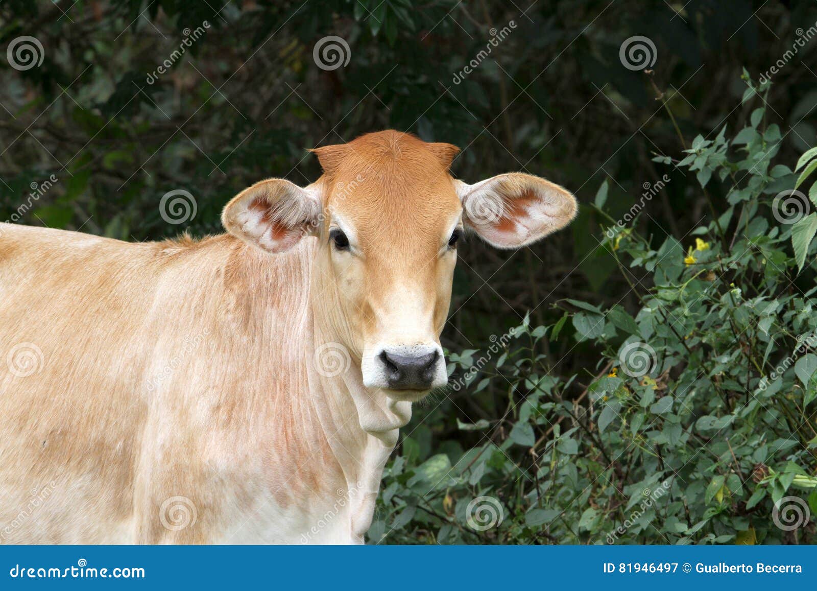 Young Heifer stock image. Image of close, face, cattle - 81946497