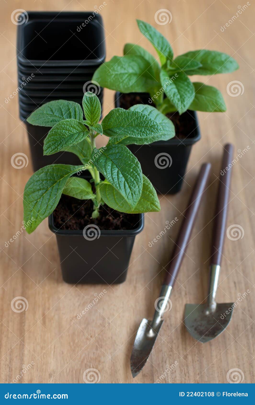 Young Heliotrope Plants in Plastic Pots Stock Photo - Image of nursery ...