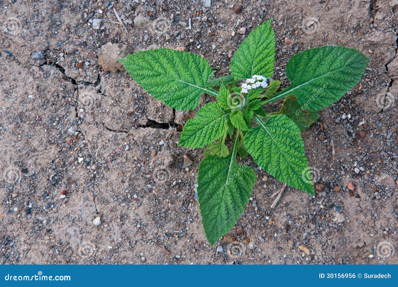 Heliotropium Indicum Sangketan, Buntut Tikus, Indian Heliotrope, Indian ...