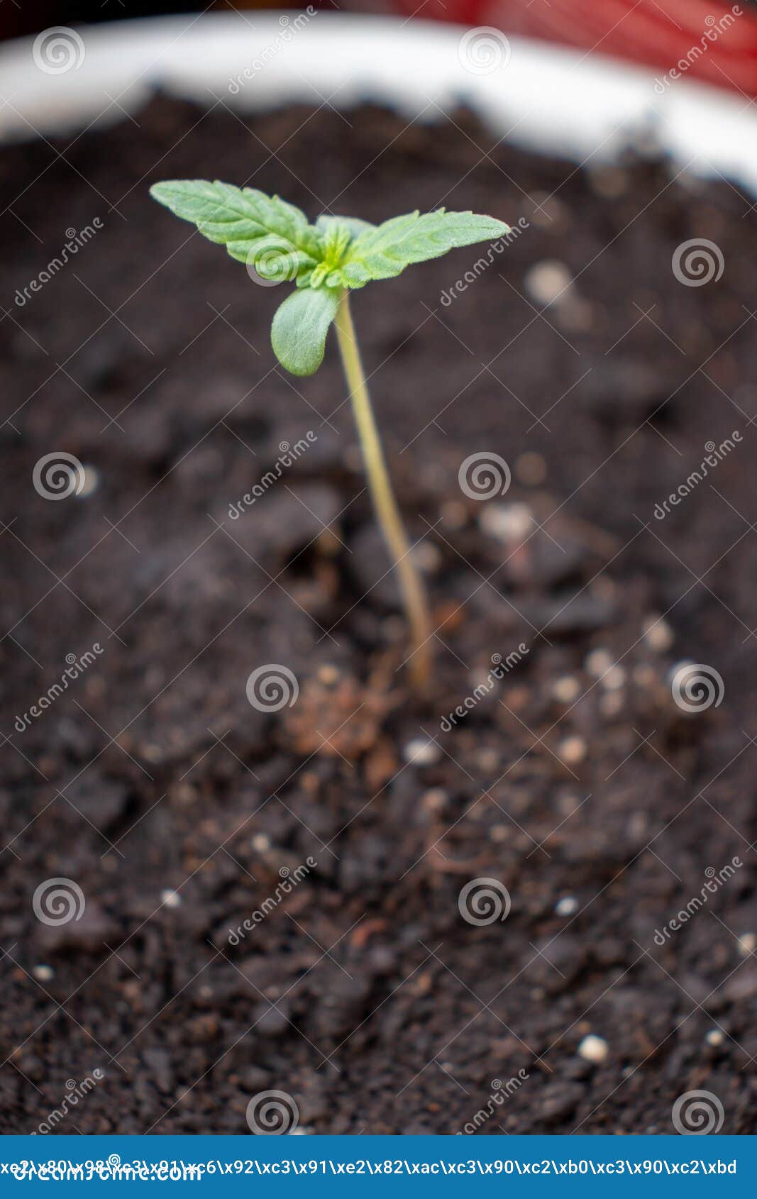 Young Hemp Varieties Amnesia in Pot Photo 3 Stock Photo - Image of grow ...