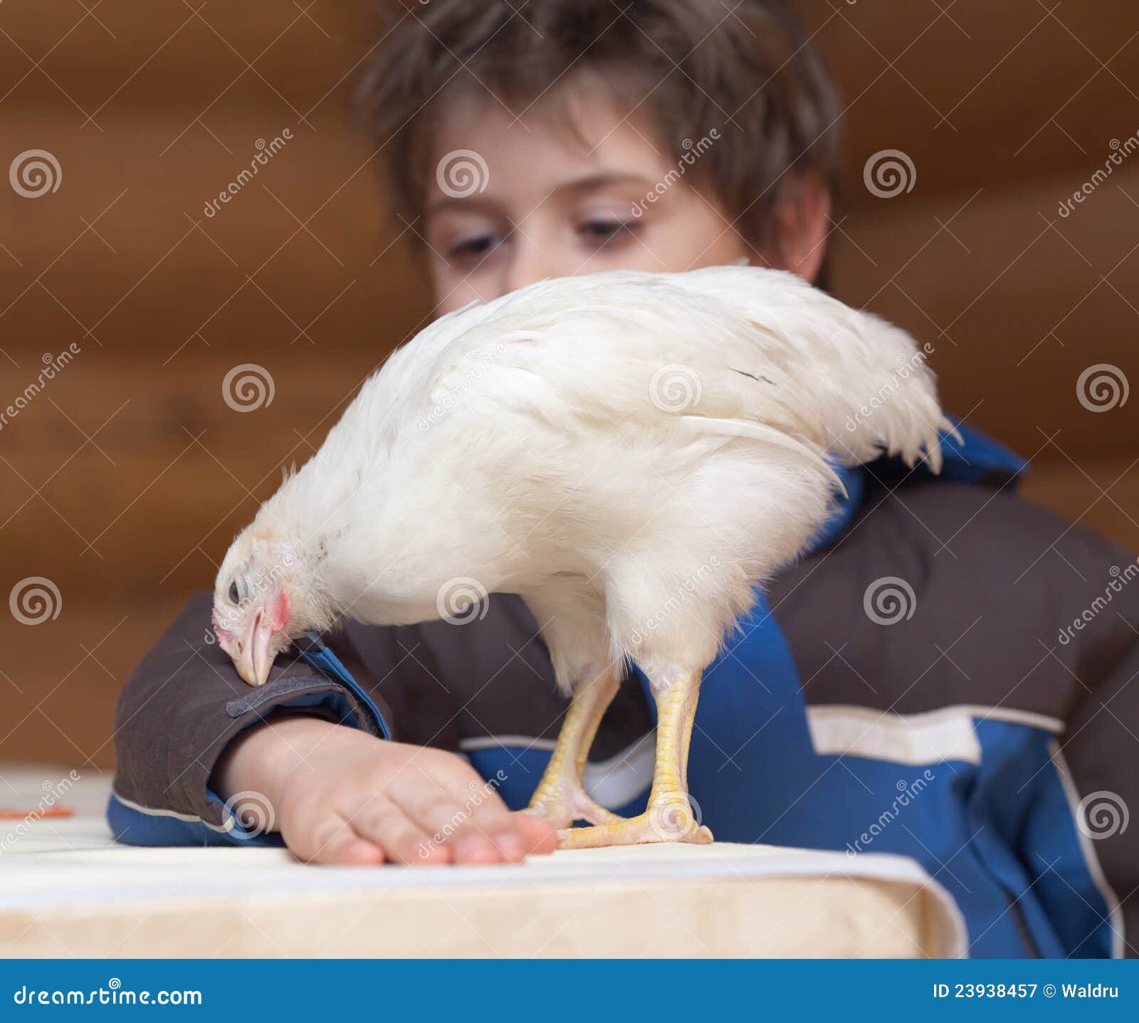 Young hen and boy stock image. Image of rural, avian - 23938457