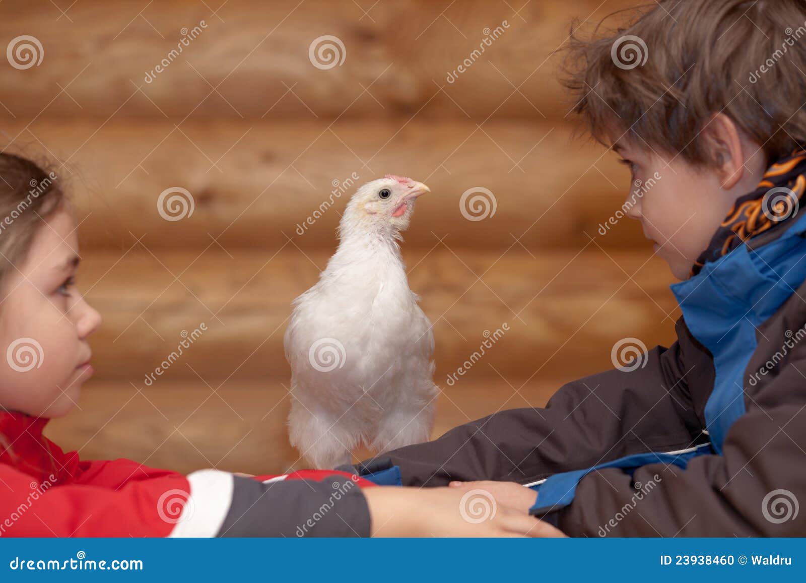 Young hen and children stock photo. Image of beak, eating - 23938460
