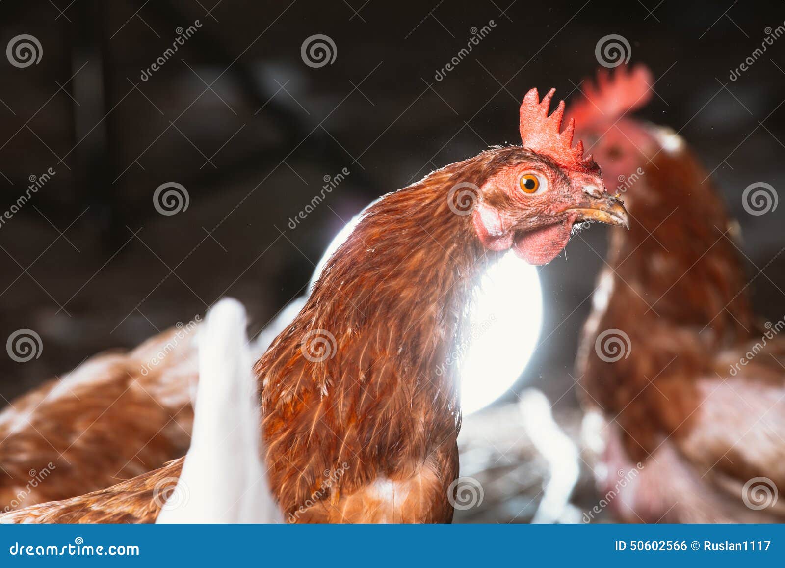 A Young Hen is Looking To the Camera Stock Photo - Image of season ...