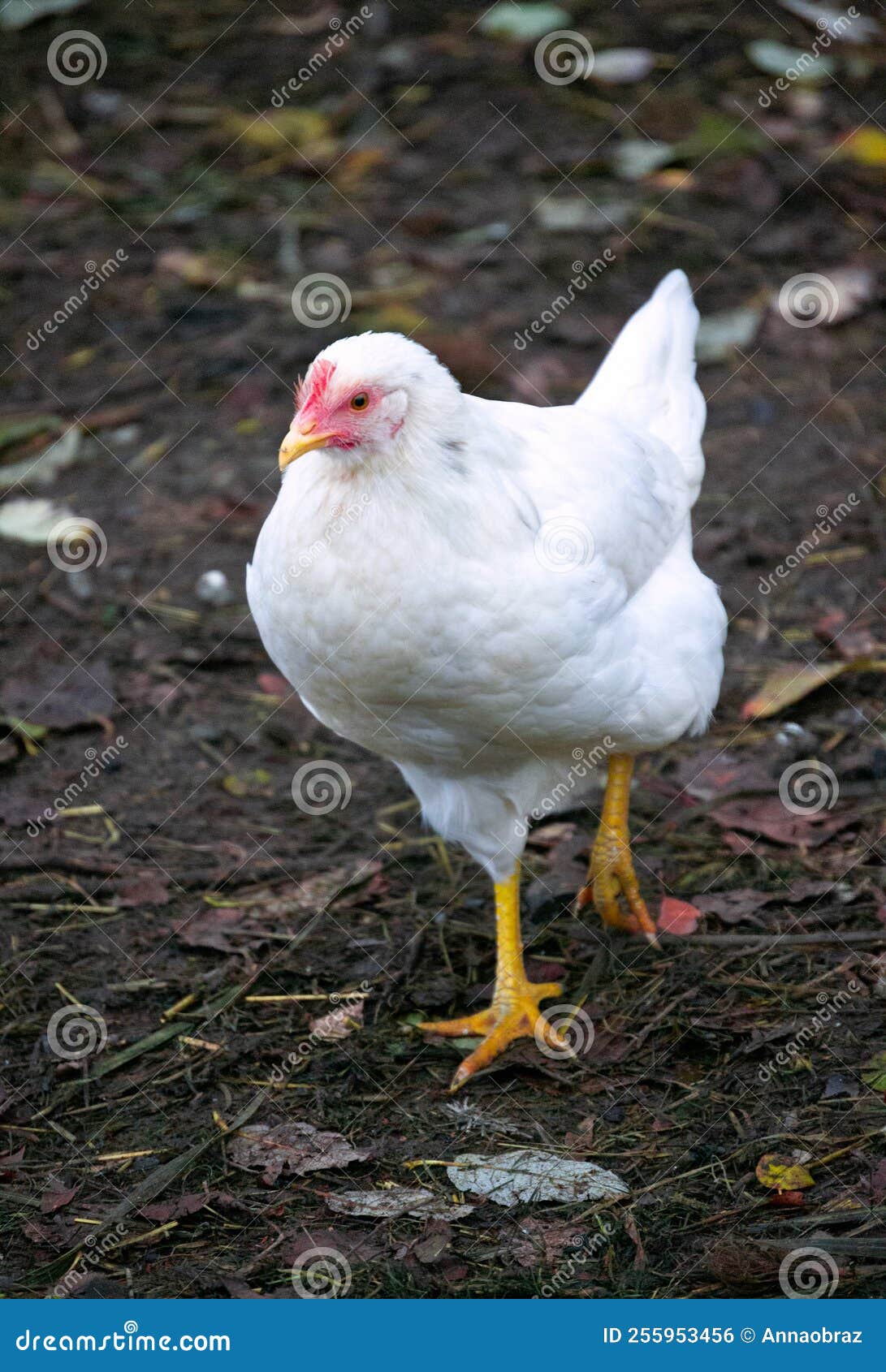 A Young Hen with White Plumage Walks in the Yard. Stock Photo - Image ...