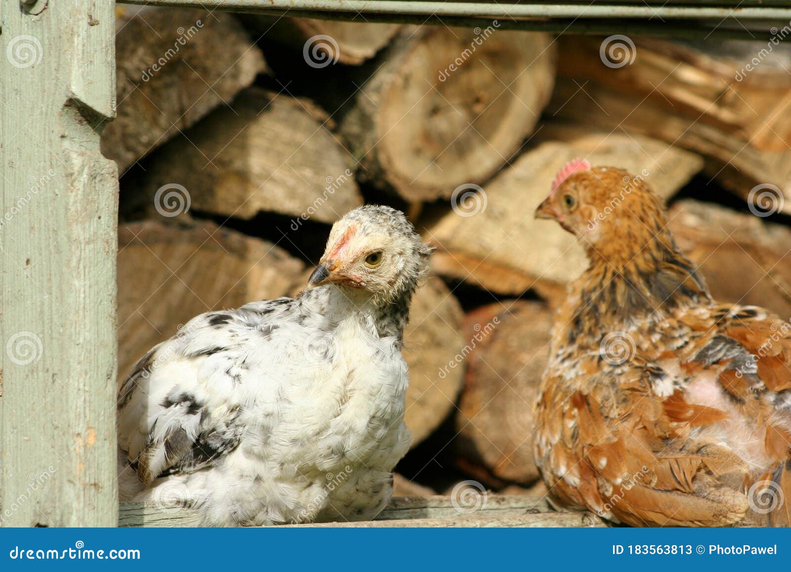 Young Hens are Sitting at the Level Stock Image - Image of yellow, bird ...