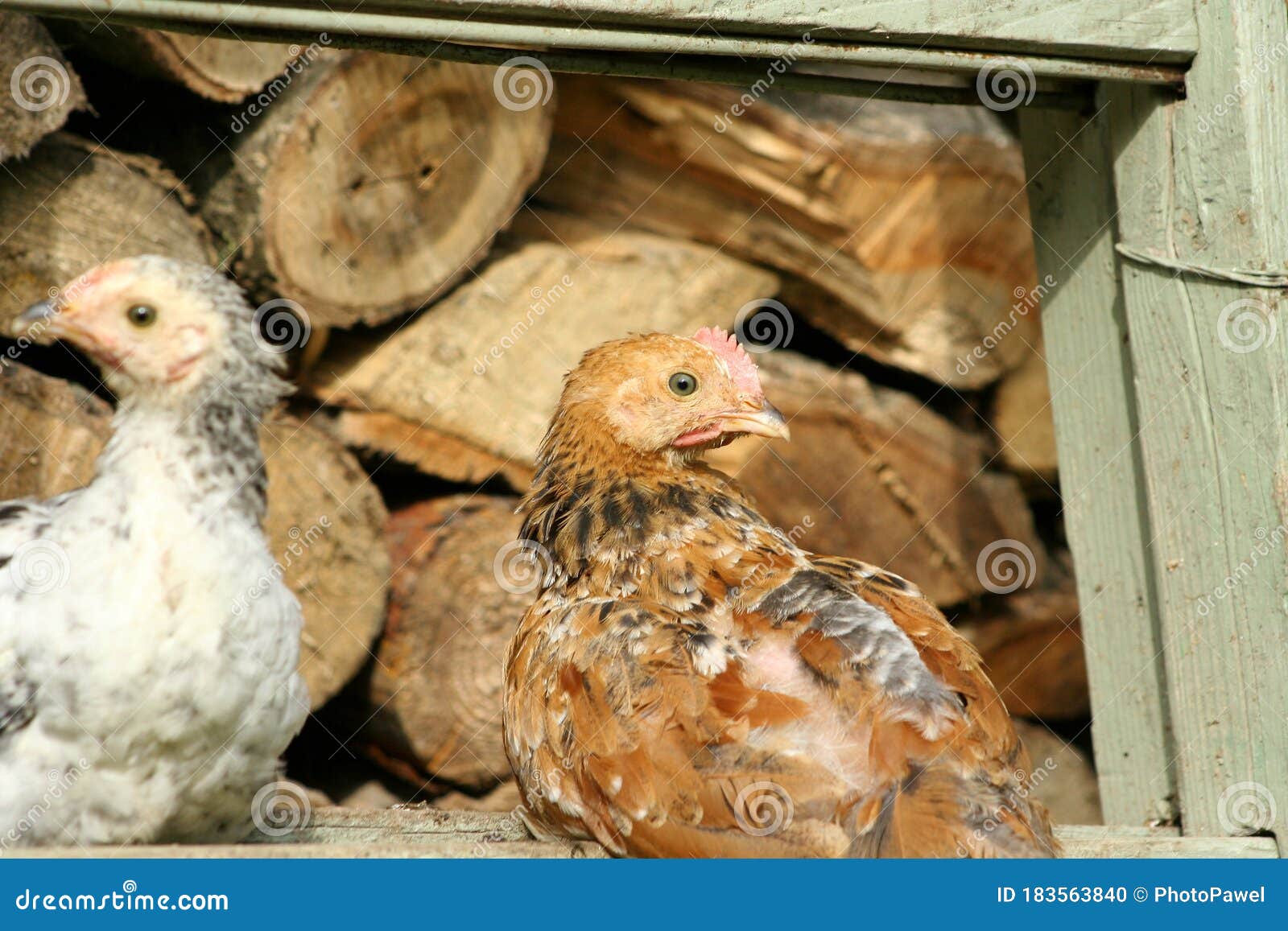 Young Hens are Sitting at the Level Stock Photo - Image of ladder ...