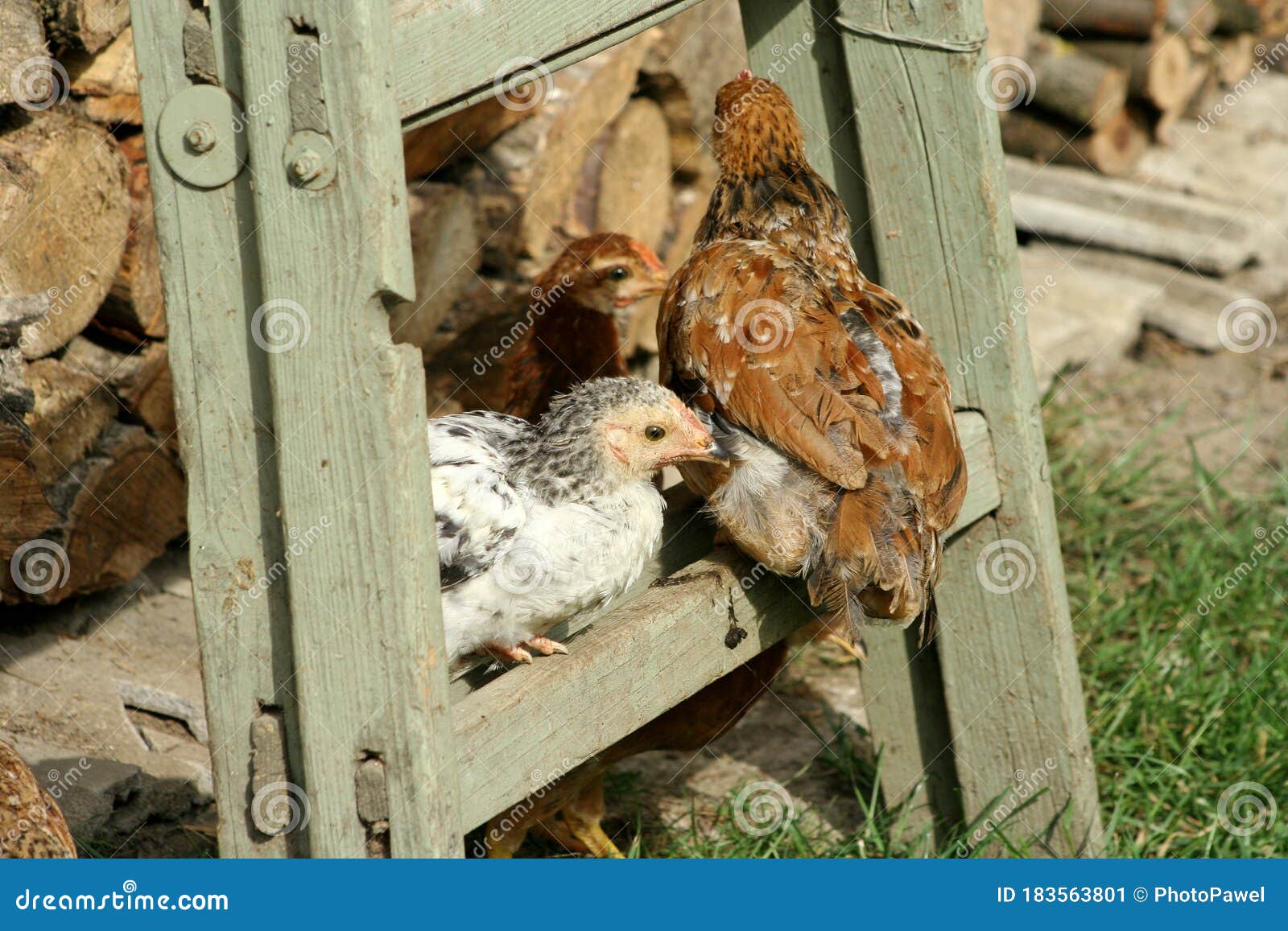 Young Hens are Sitting at the Level Stock Image - Image of poultry ...