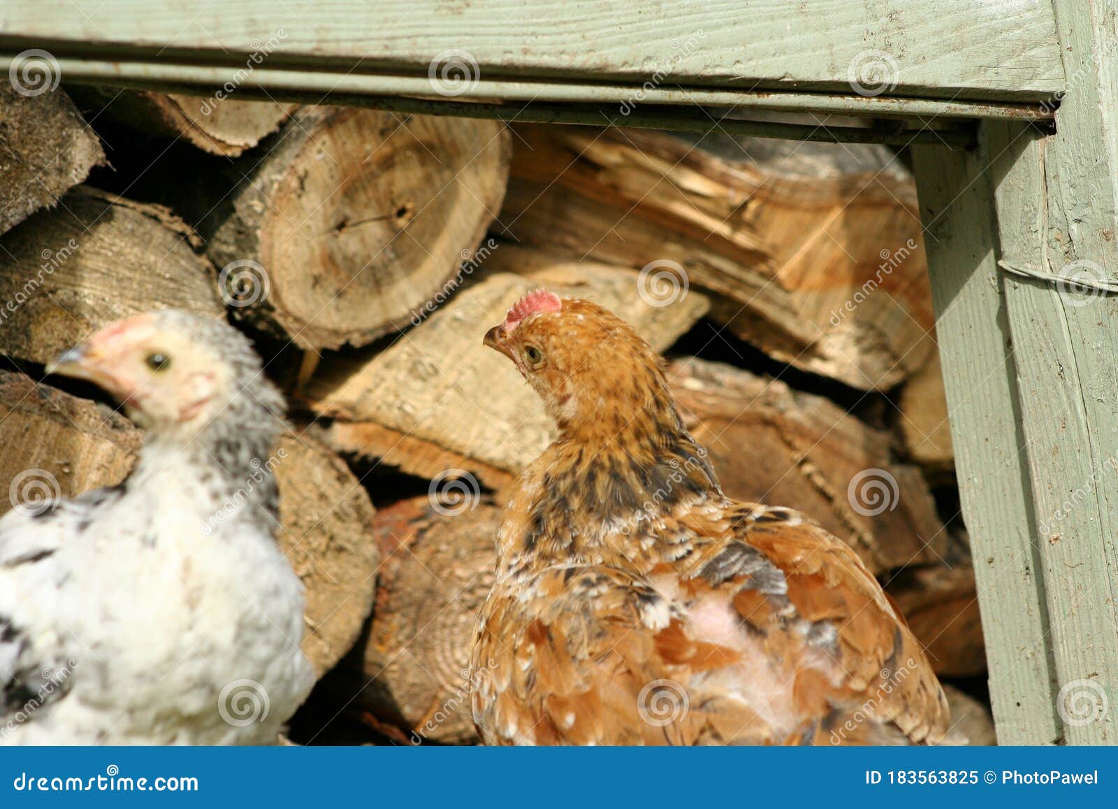 Young Hens are Sitting at the Level Stock Image - Image of sitting ...