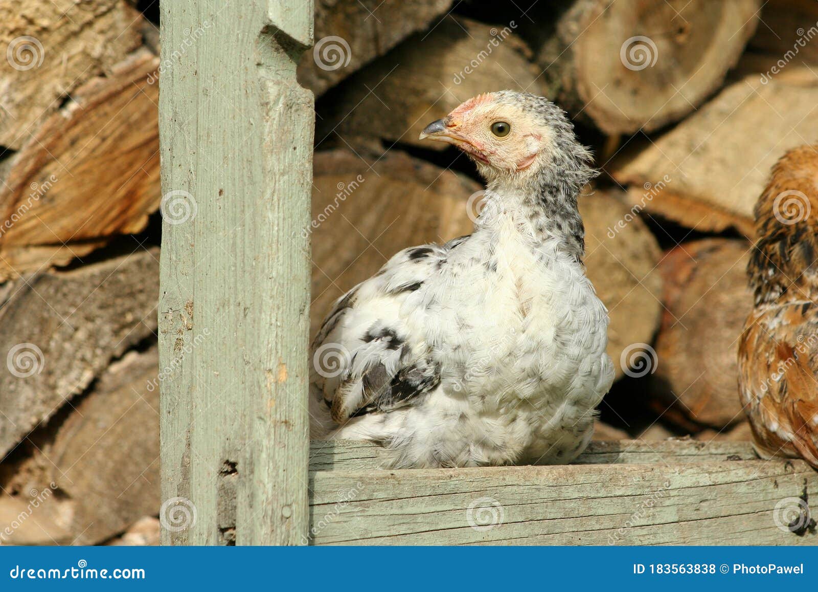Young Hens are Sitting at the Level Stock Photo - Image of poultry ...