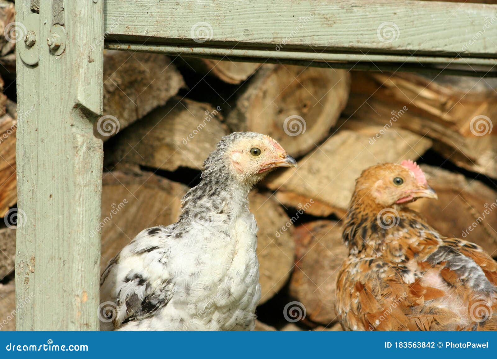 Young Hens are Sitting at the Level Stock Photo - Image of spring ...