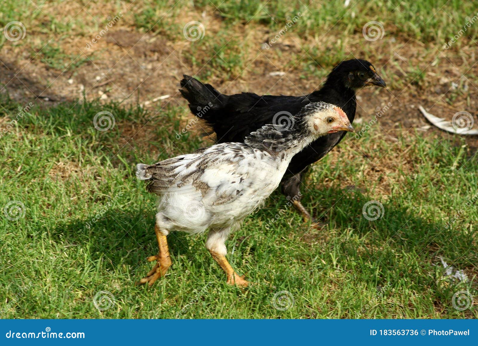 Young Hens Walking on the Grass Stock Photo - Image of chick, meadow ...