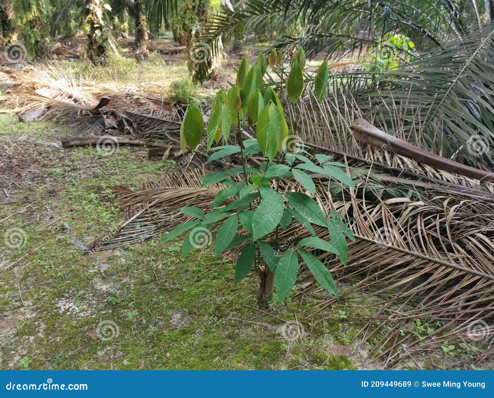 Young Hevea Brasiliensis Seedling Tree Growing Wildly. Stock Image ...