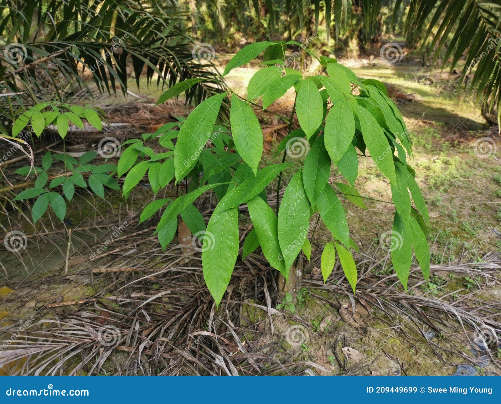 Young Hevea Brasiliensis Seedling Tree Growing Wildly. Stock Image ...
