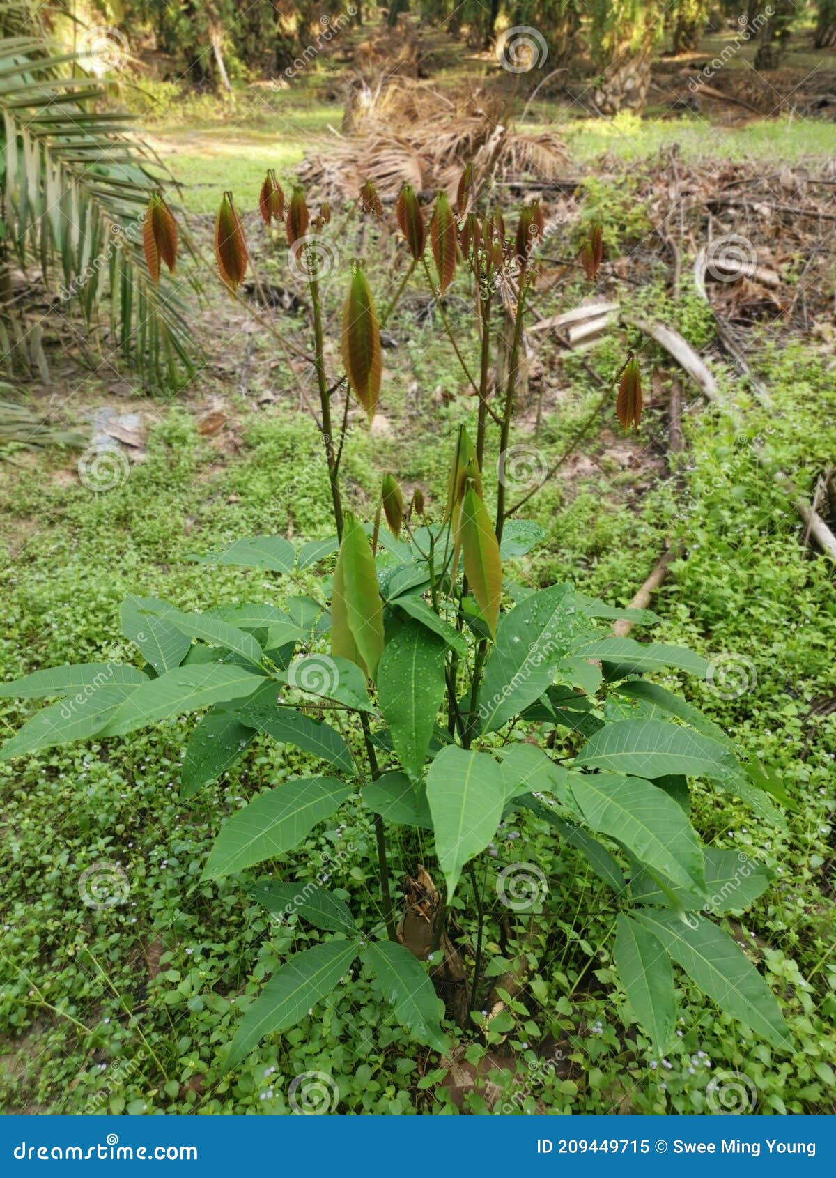 Young Hevea Brasiliensis Seedling Tree Growing Wildly. Stock Image ...