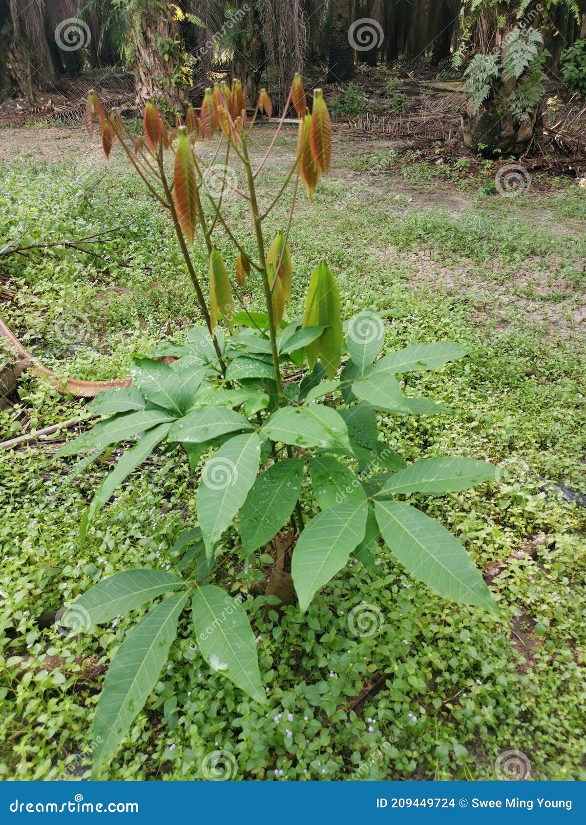 Young Hevea Brasiliensis Seedling Tree Growing Wildly. Stock Photo ...