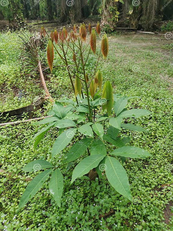 Young Hevea Brasiliensis Seedling Tree Growing Wildly. Stock Image ...