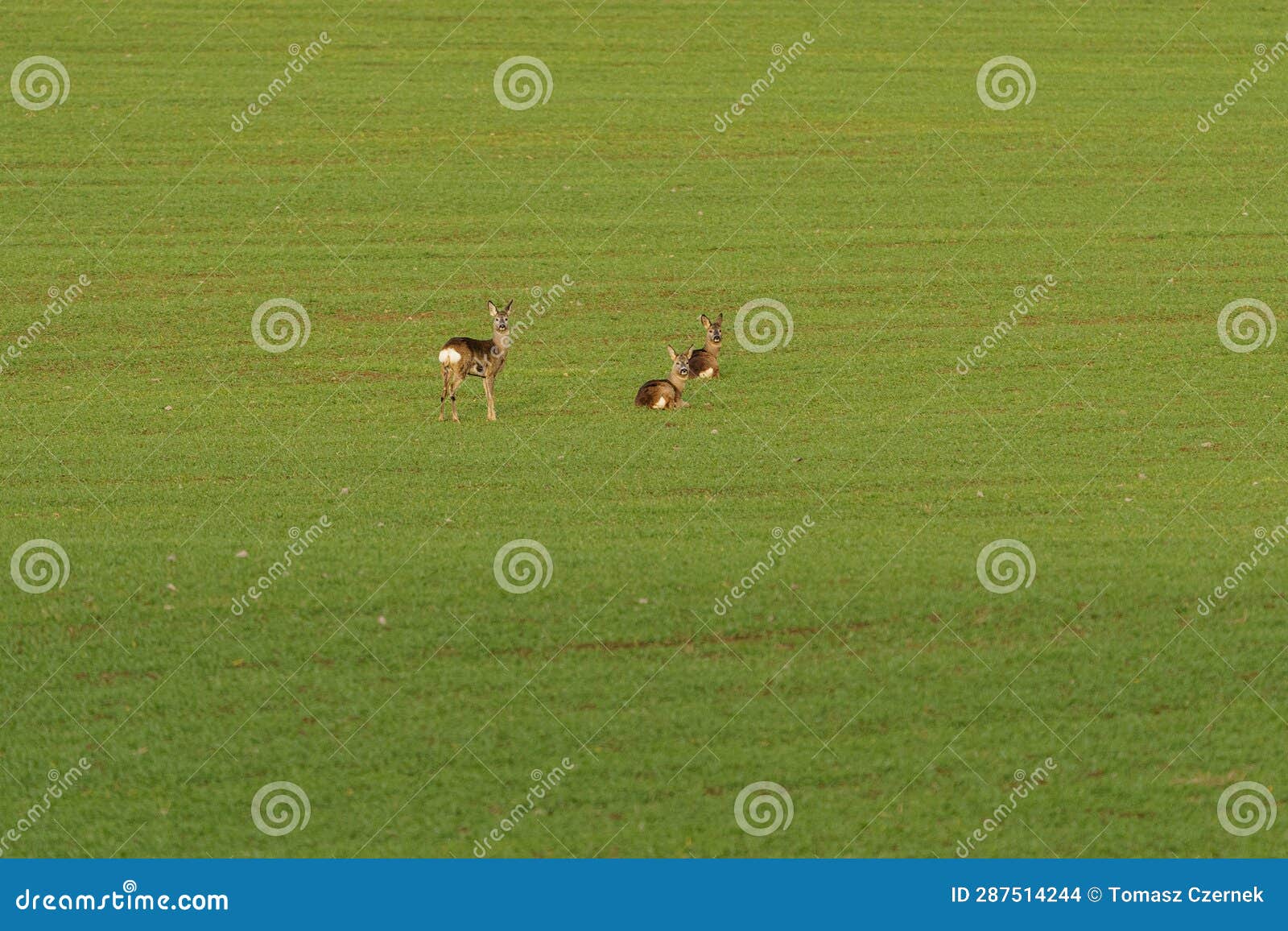 Young Hidden Deer Grazing on Juicy Green Grass Stock Photo - Image of ...