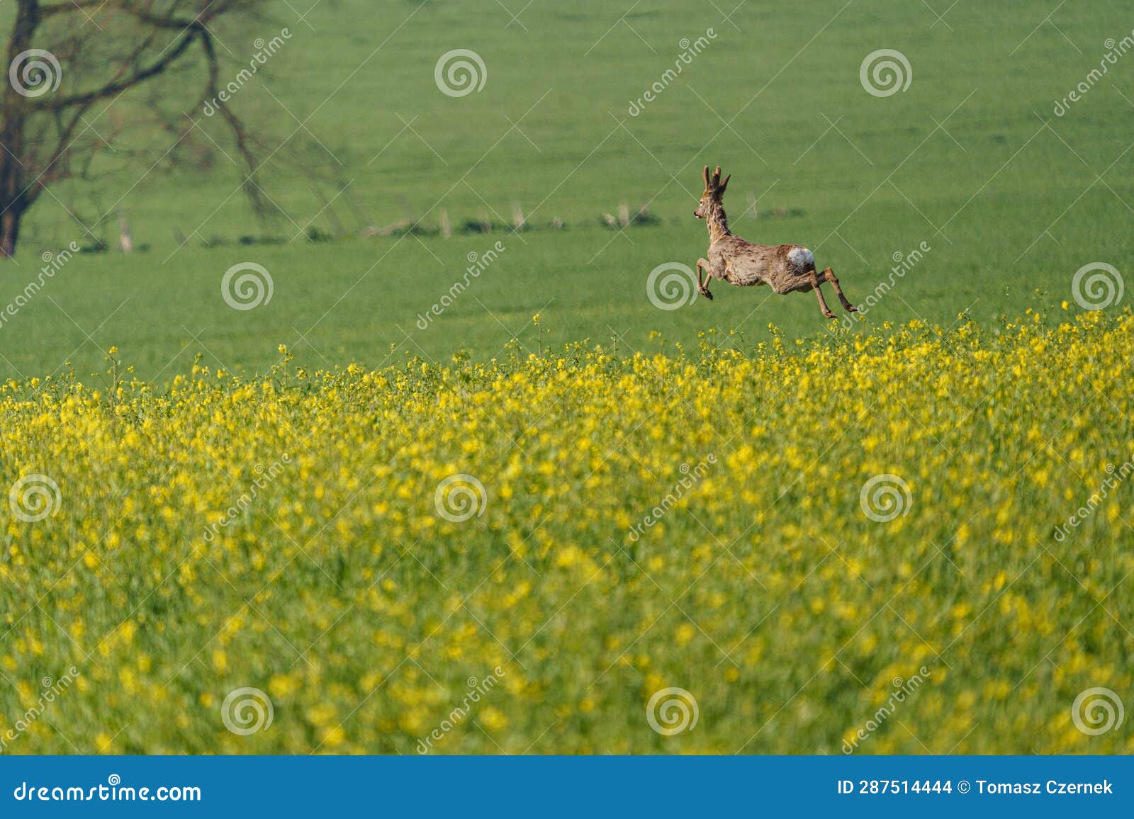 Young Hidden Deer Grazing on Juicy Green Grass Stock Photo - Image of ...