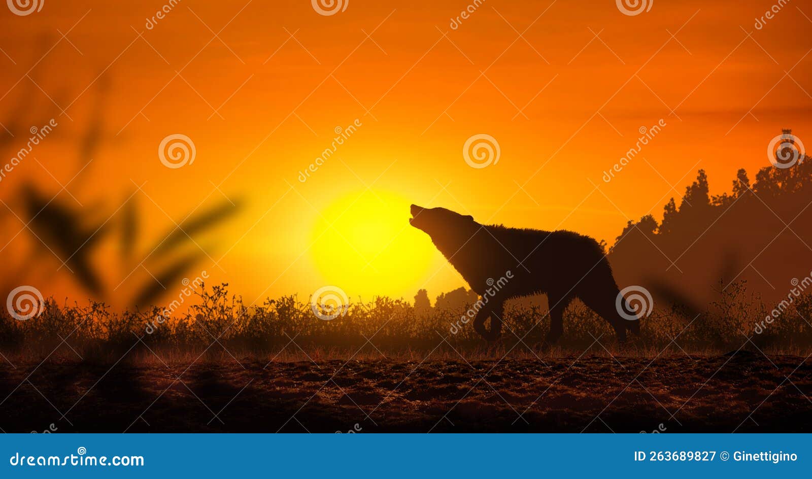 Young Hill Wolf Howls at Sunset Stock Illustration - Illustration of ...