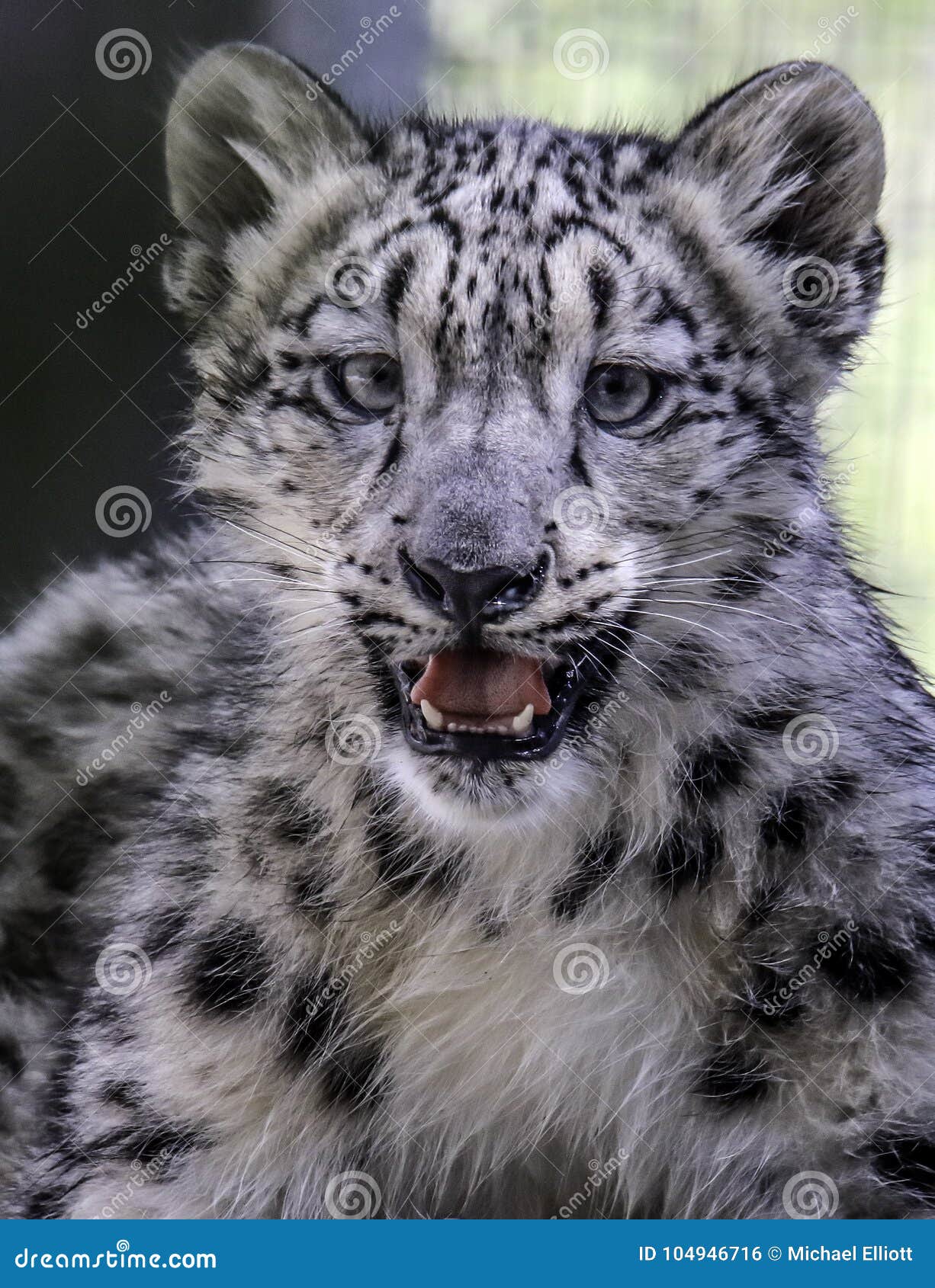Snow Leopard Cub Face stock photo. Image of close, asian - 104946716