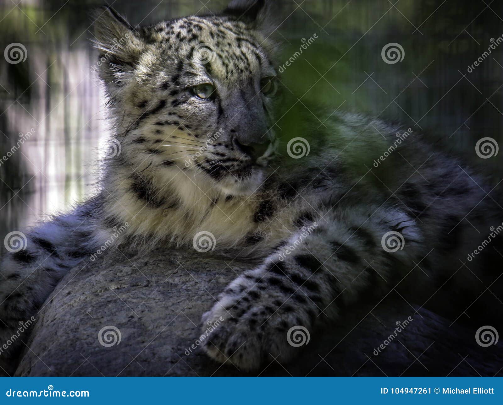 Snow Leopard Cub Face stock image. Image of laying, hunt - 104947261