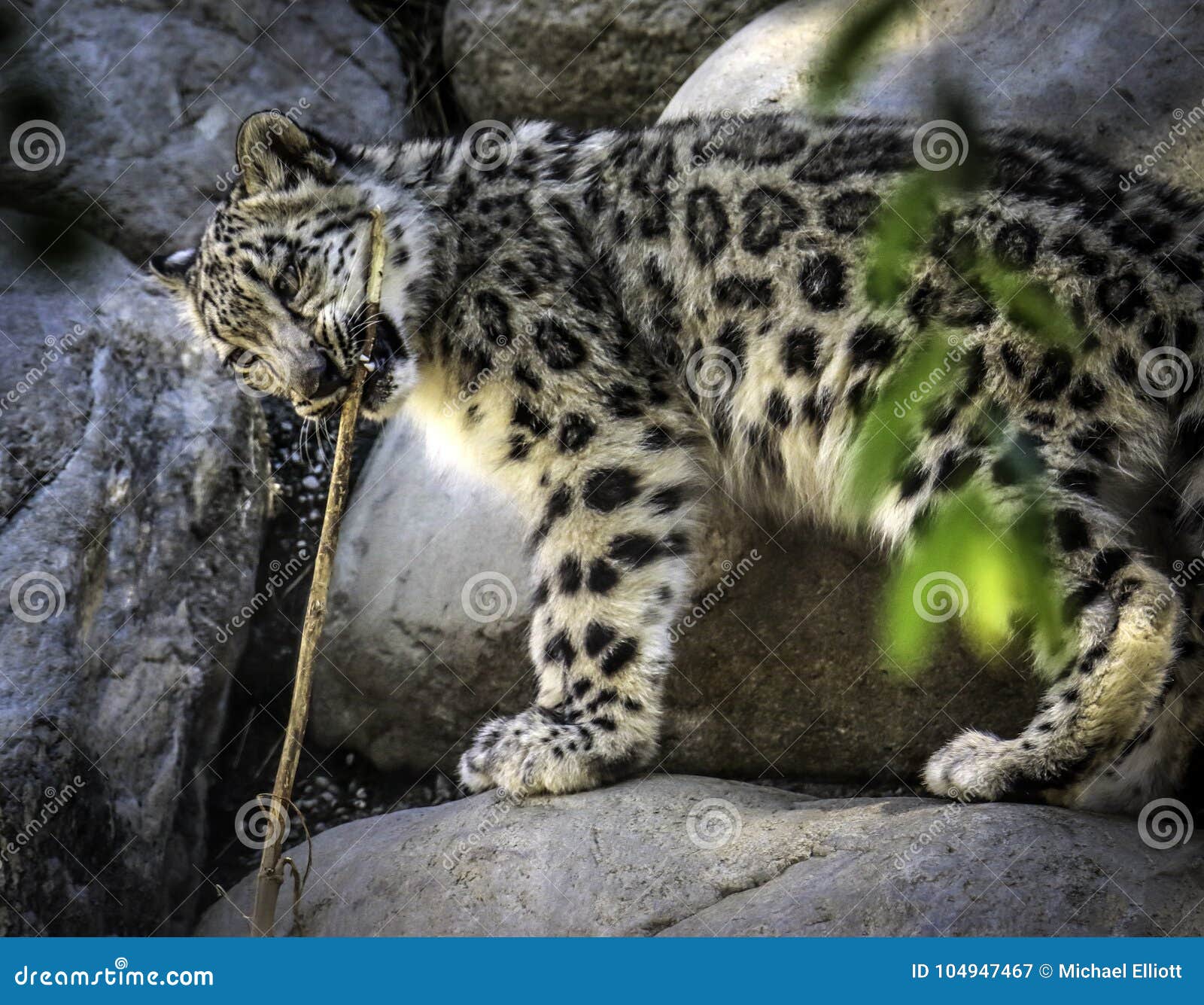 Snow Leopard Cub Playing With Stick Stock Image Image Of Capturing Grown 104947467