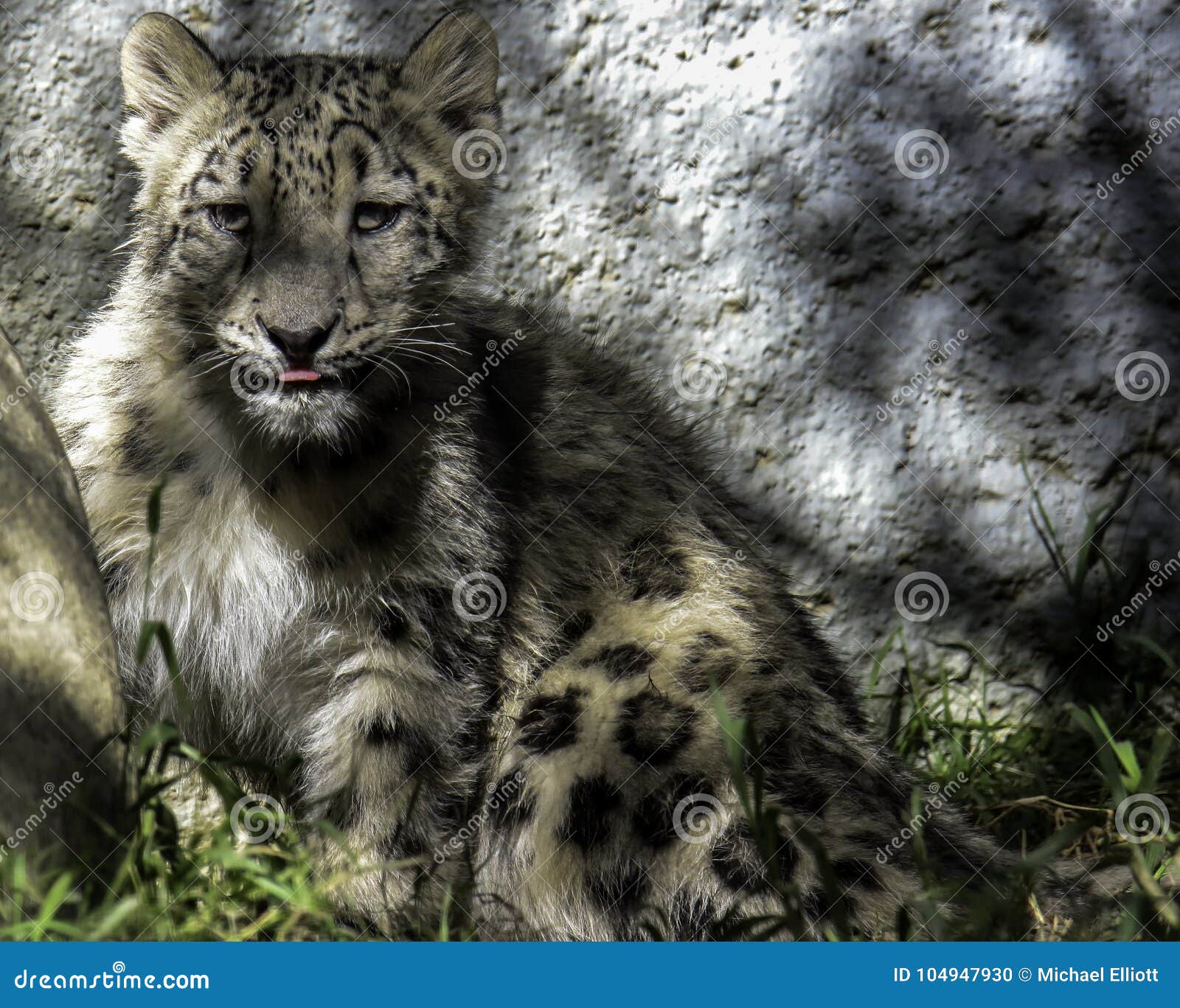 Snow Leopard Cub stock photo. Image of buckskinman, endangered - 104947930