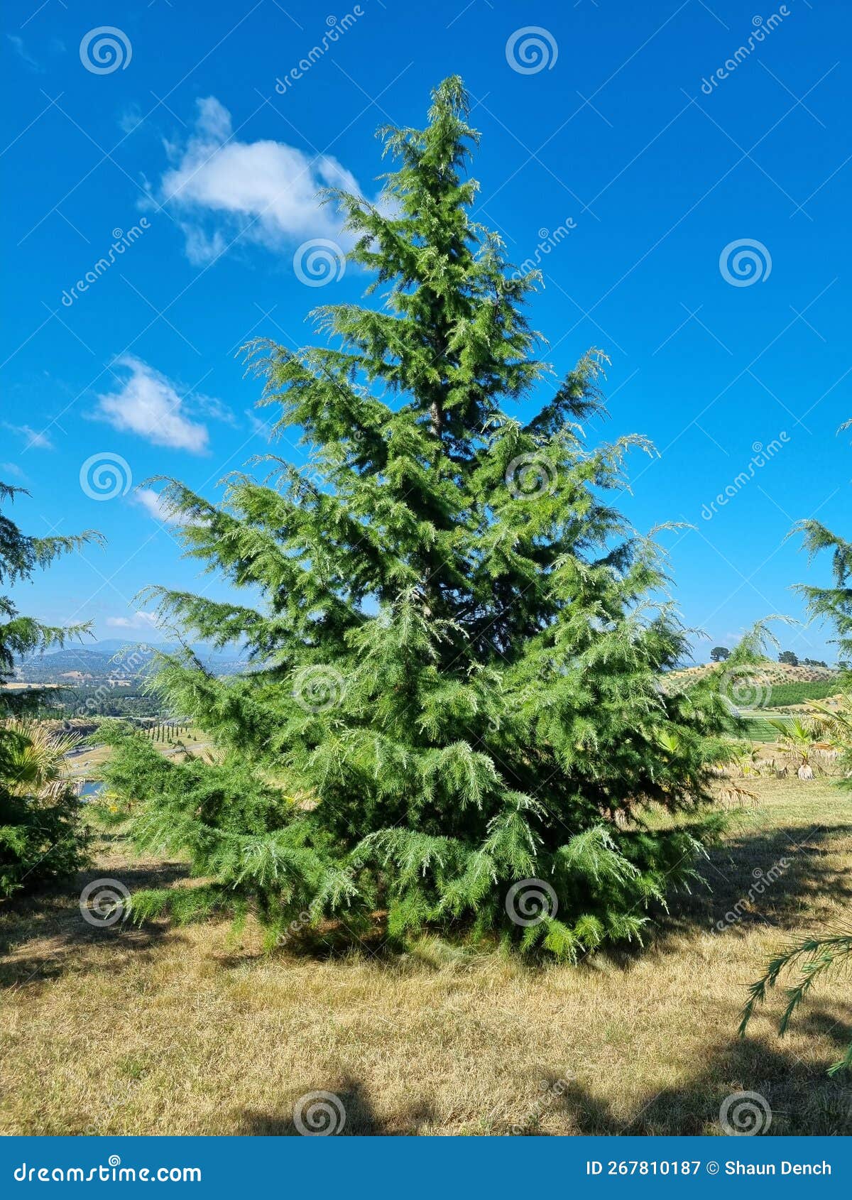 Young Himalayan Cedar Sapling Stock Image - Image of deodarawith, trees ...