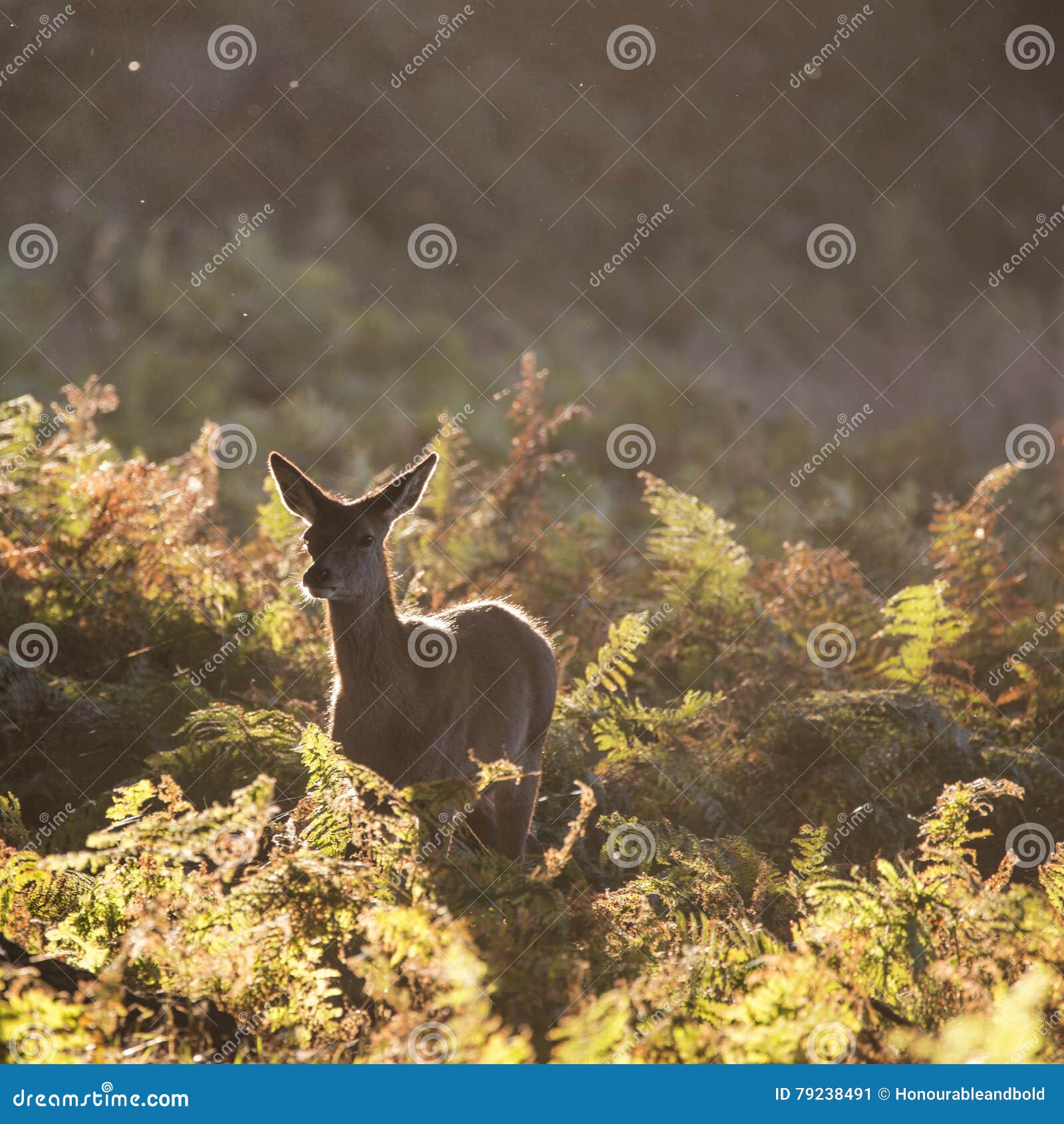 Young Hind Doe Red Deer in Autumn Fall Forest Landscape Image Stock ...