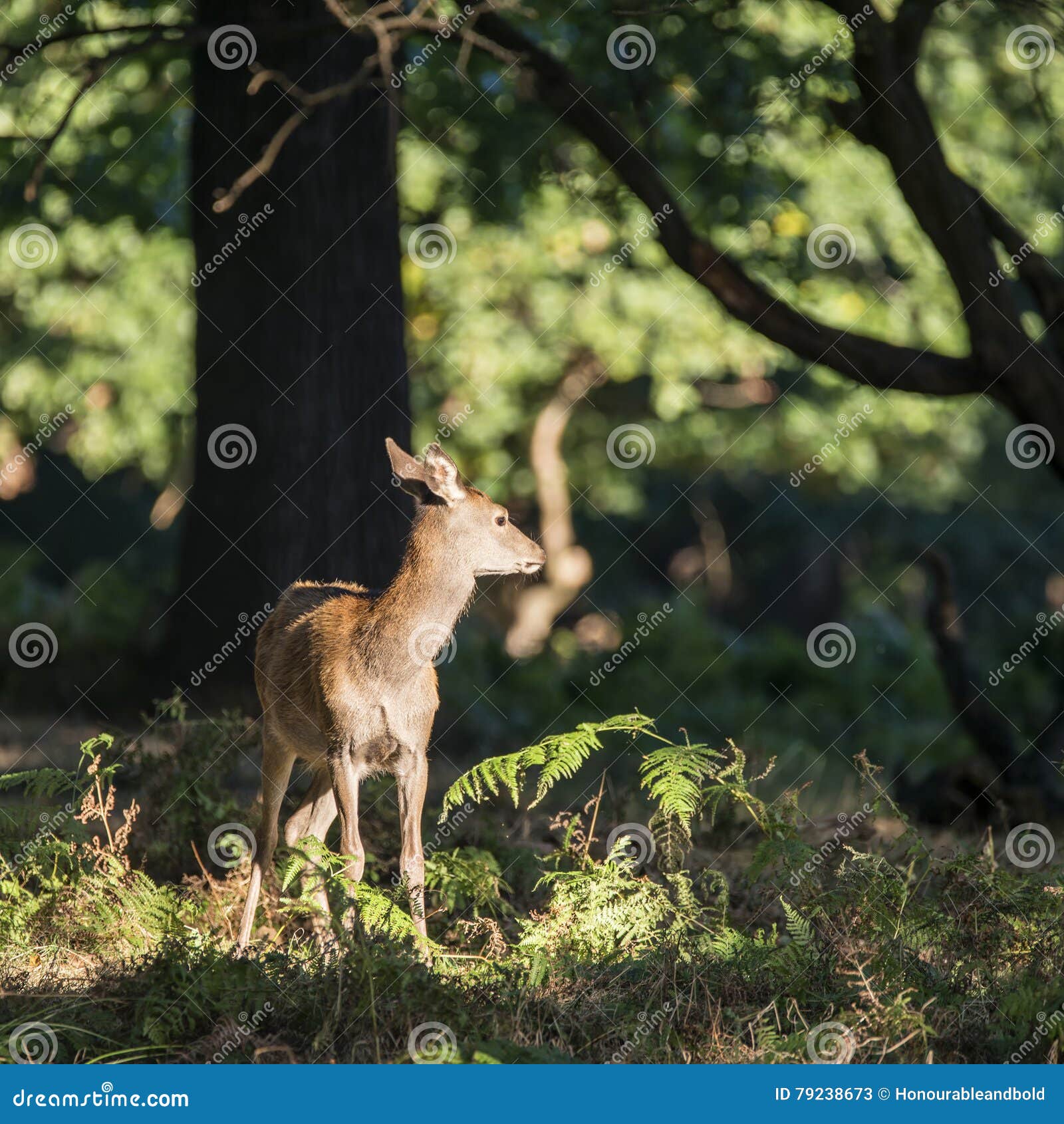 Young Hind Doe Red Deer in Autumn Fall Forest Landscape Image Stock ...