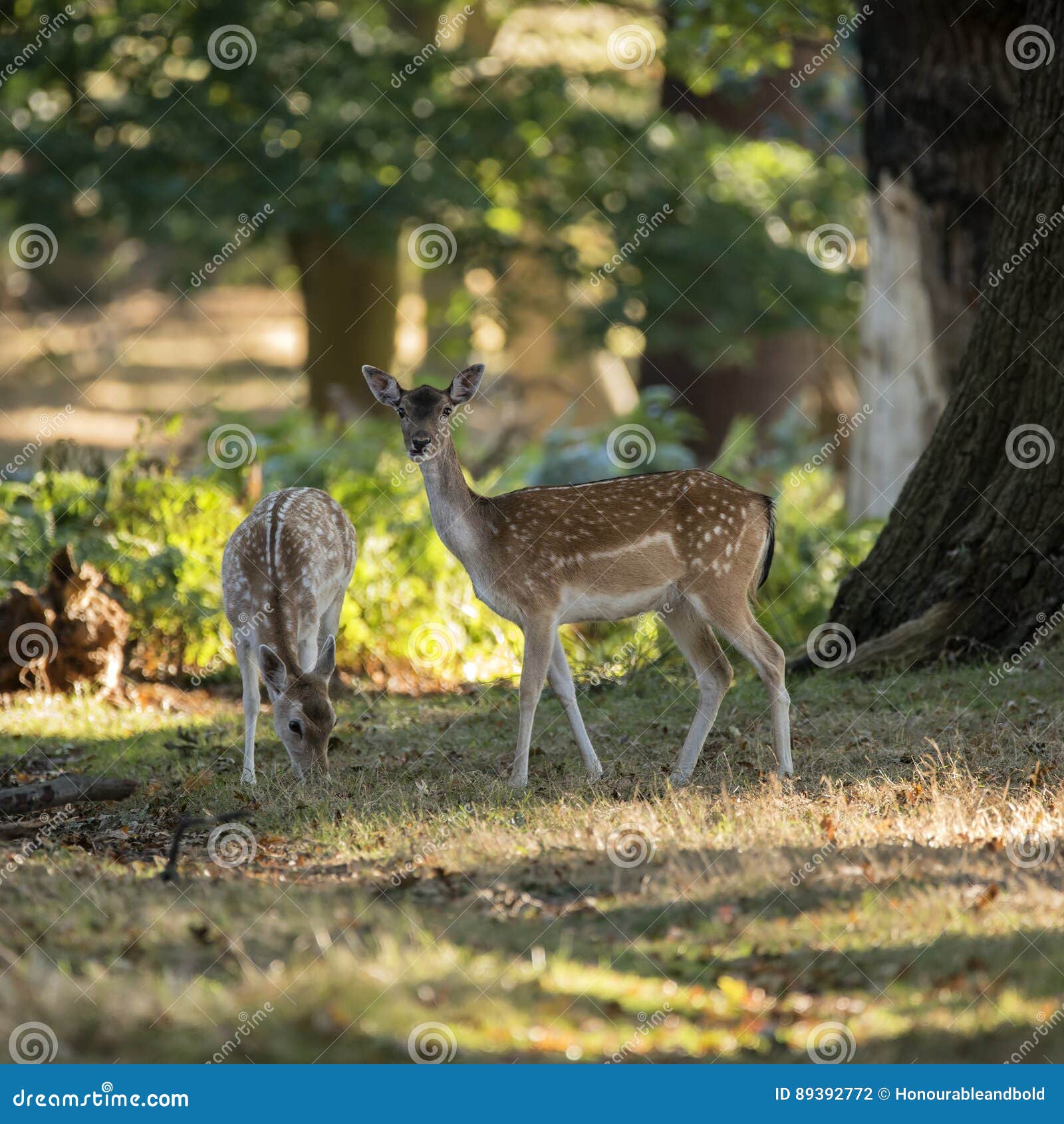 Young Hind Doe Red Deer in Autumn Fall Forest Landscape Image Stock ...