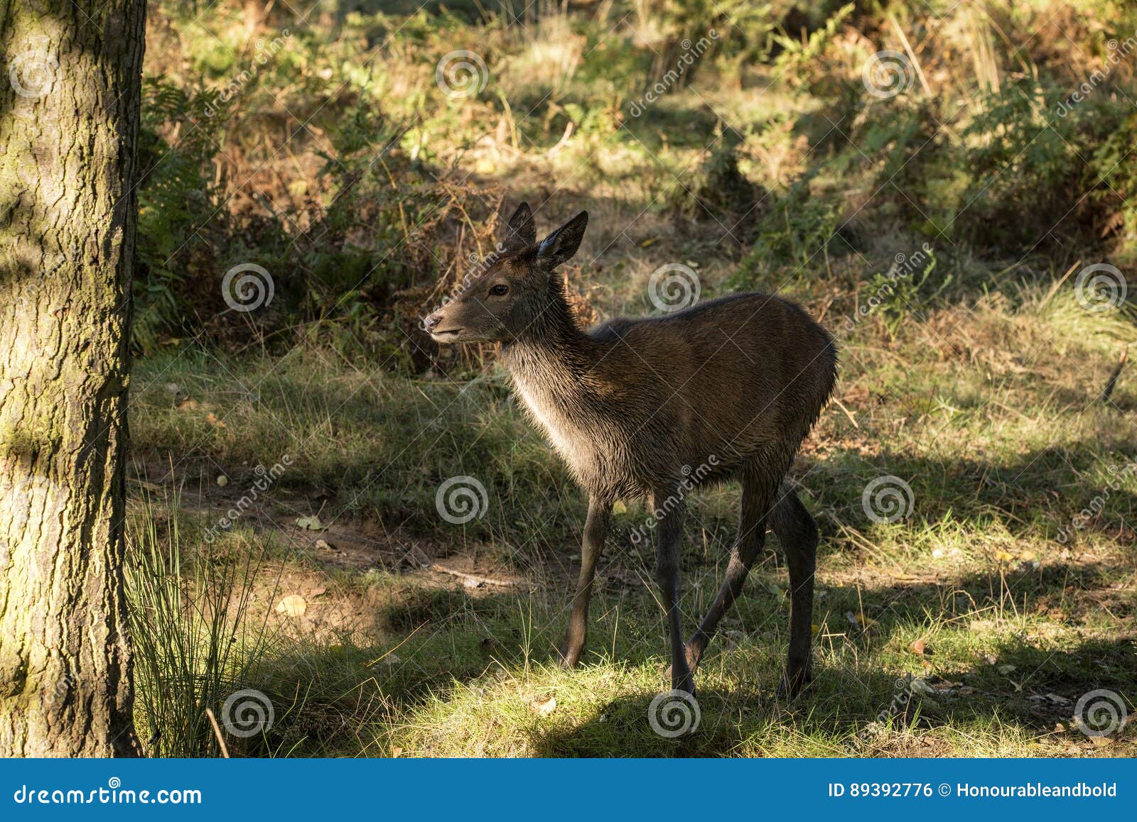 Young Hind Doe Red Deer in Autumn Fall Forest Landscape Image Stock ...