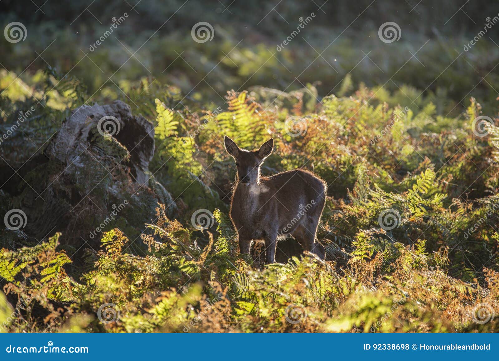 Young Hind Doe Red Deer in Autumn Fall Forest Landscape Image Stock ...