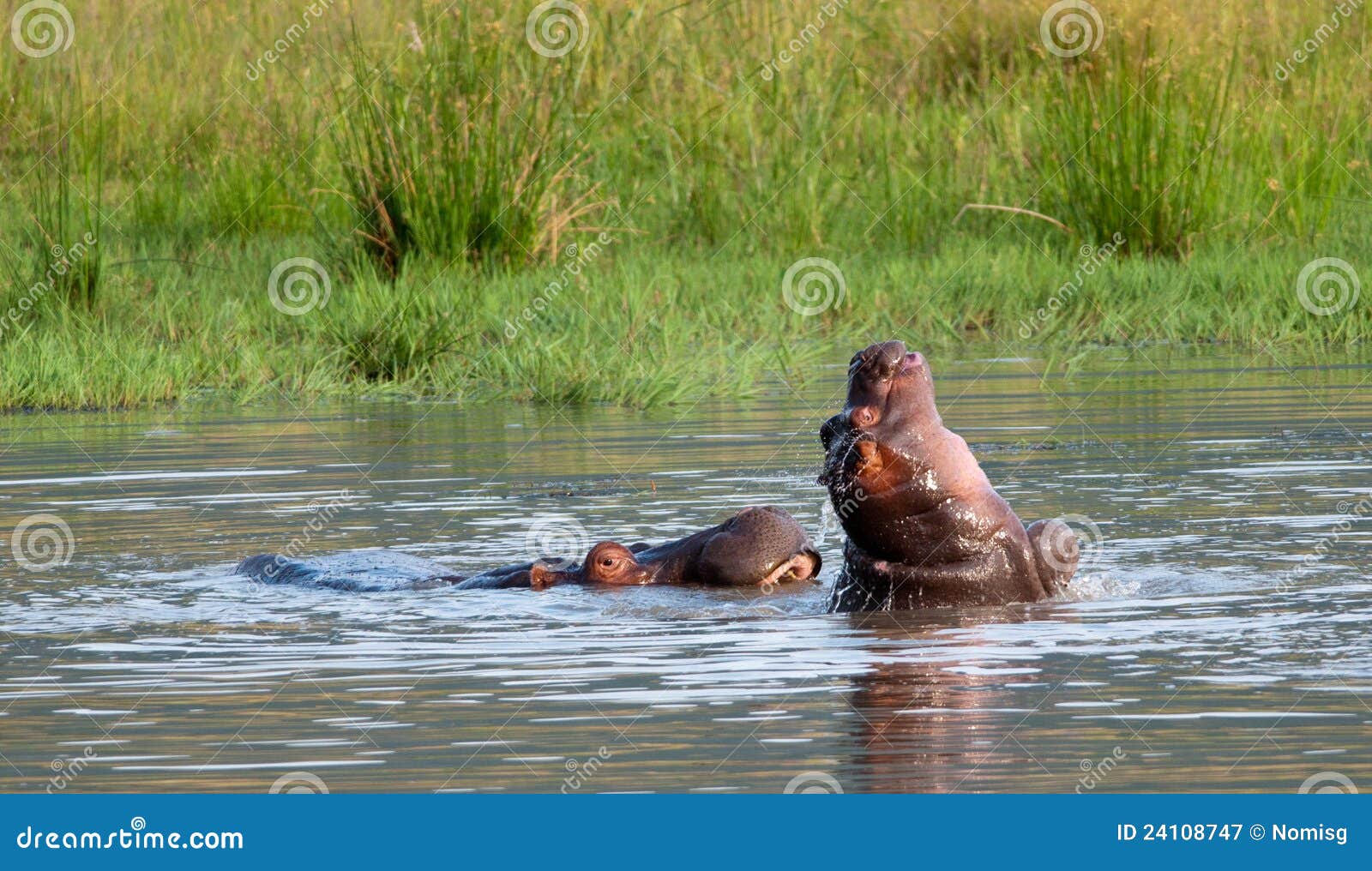 Young hippo playing stock image. Image of hippo, mouth - 24108747