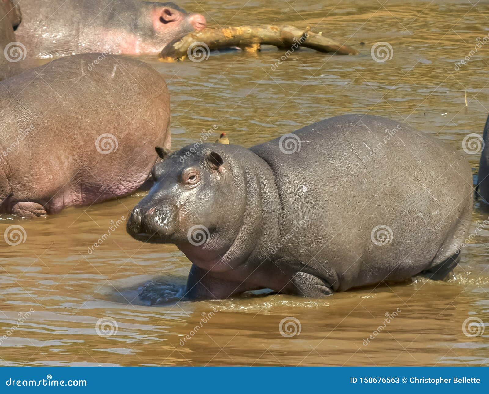 Young Hippo Walking in the Mara River in Masai Mara, Kenya Stock Image ...