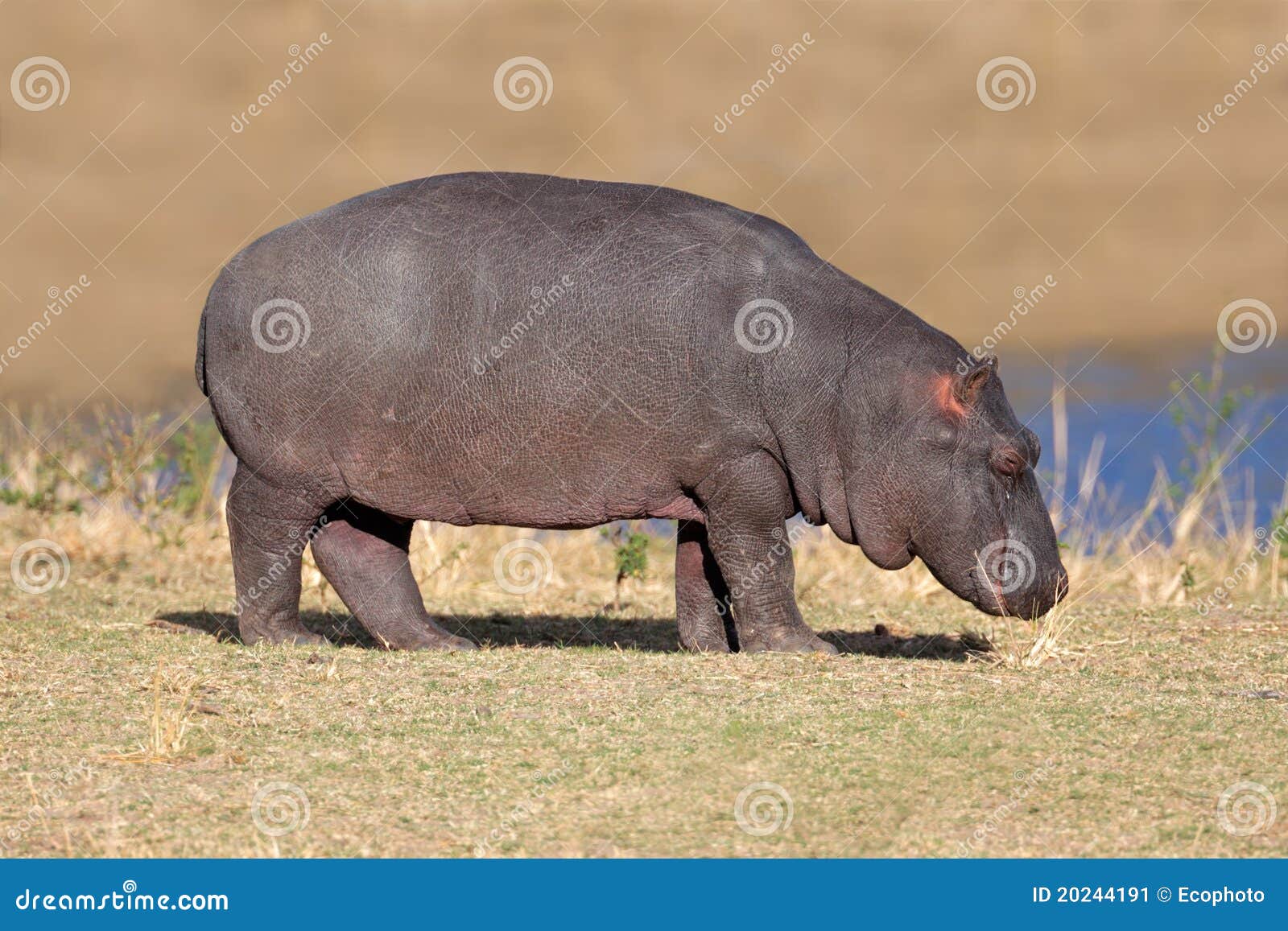 Young hippopotamus stock image. Image of wilderness, legs - 20244191