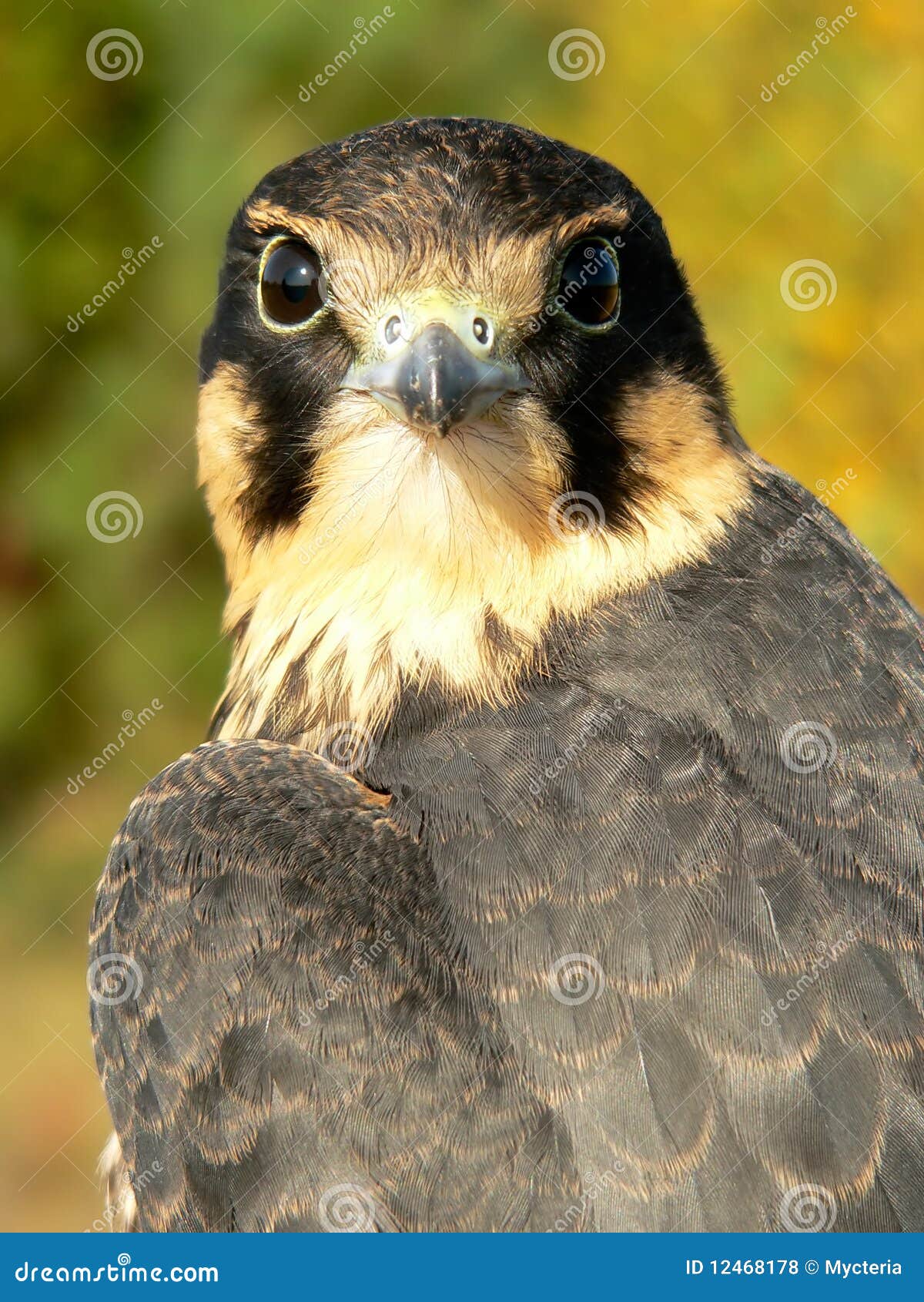 Young hobby falcon stock photo. Image of autumn, pattern - 12468178