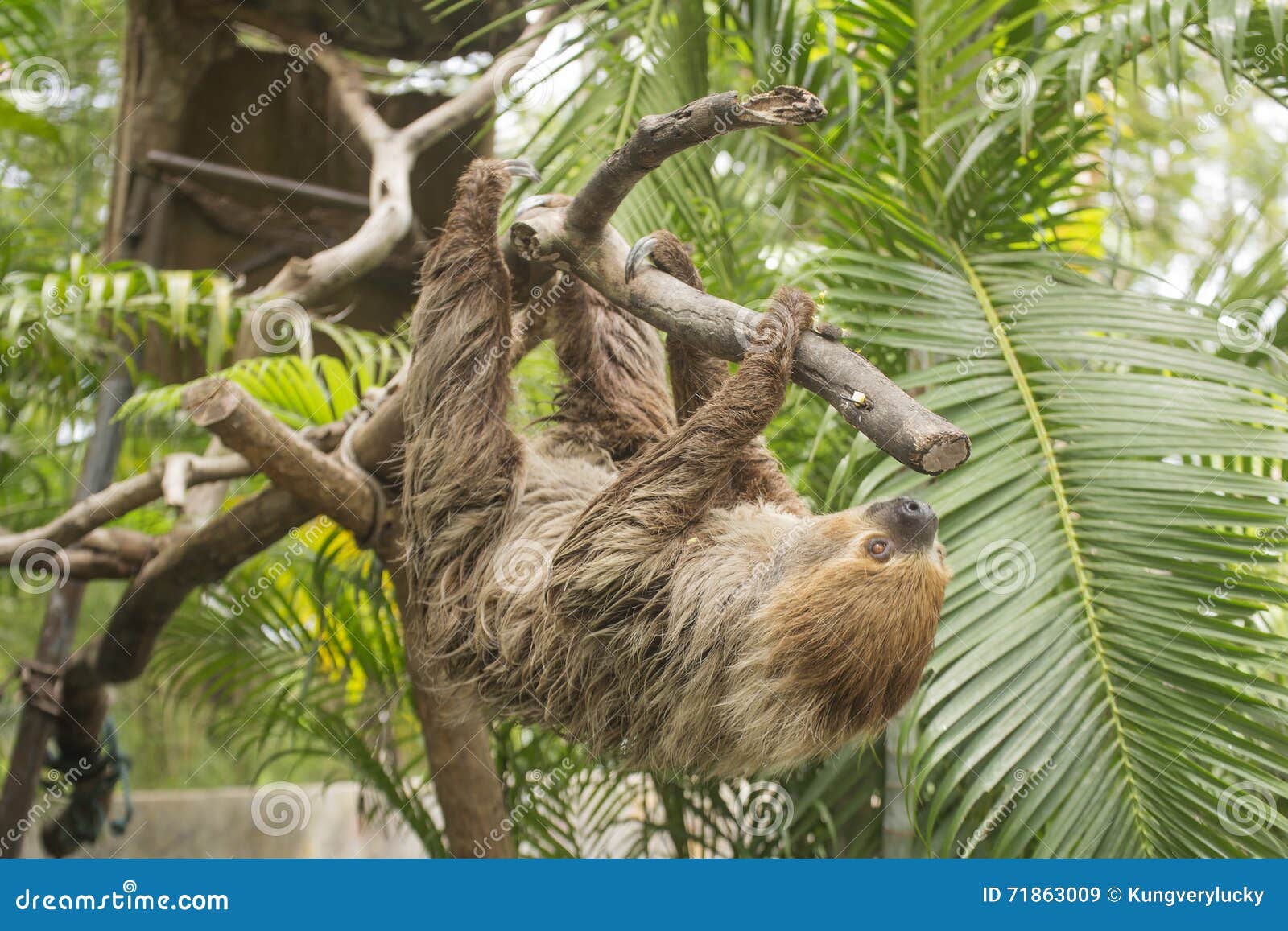 Young Hoffmann S Two-toed Sloth Stock Image - Image of limon, jungle ...