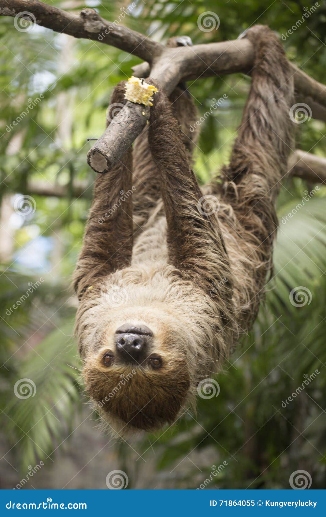Young Hoffmann S Two-toed Sloth Stock Image - Image of rica, animal ...