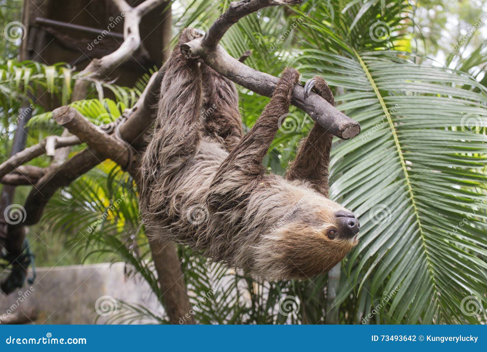 Young Hoffmann S Two-toed Sloth Stock Photo - Image of tropics, fauna ...
