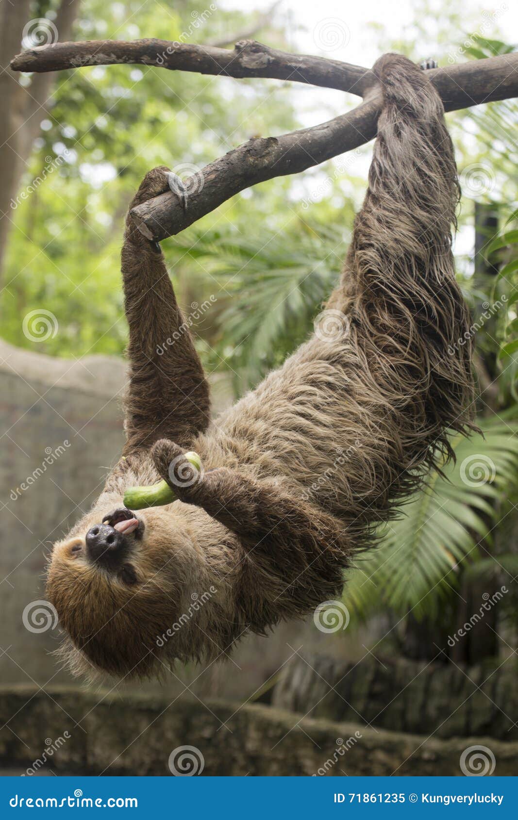 Young Hoffmann S Two-toed Sloth Eating Cucumber Stock Image - Image of ...
