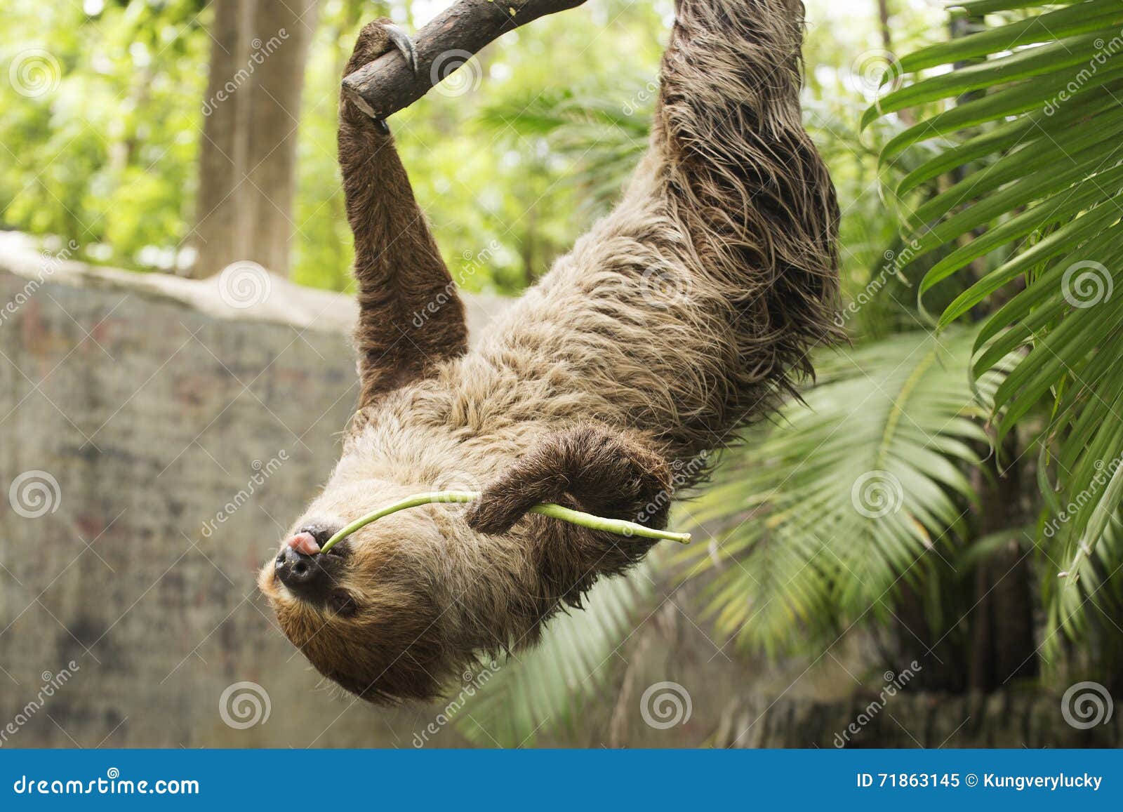Young Hoffmann S Two-toed Sloth Eating Lentils Stock Image - Image of ...