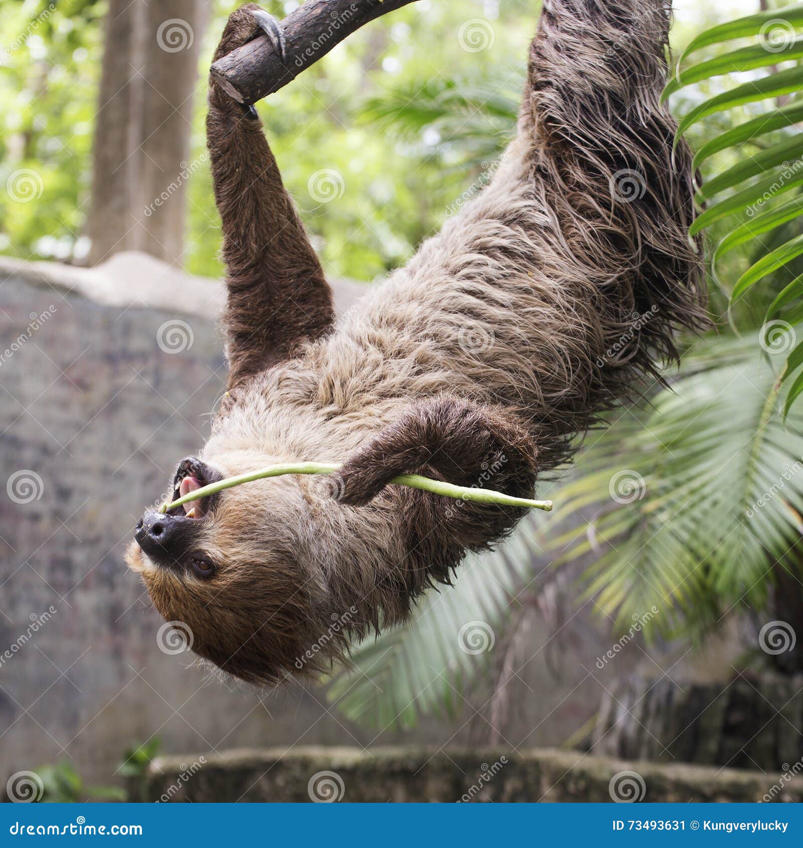 Young Hoffmann S Two-toed Sloth Eating Lentils Stock Image - Image of ...