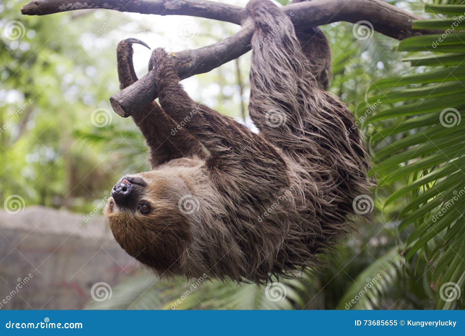 Young Hoffmann S Two-toed Sloth on the Tree Stock Image - Image of ...