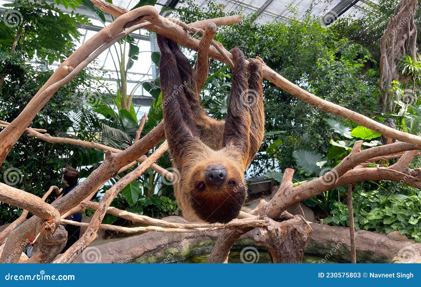 Young Hoffmann Two-toed Sloth on the Tree Stock Image - Image of ...