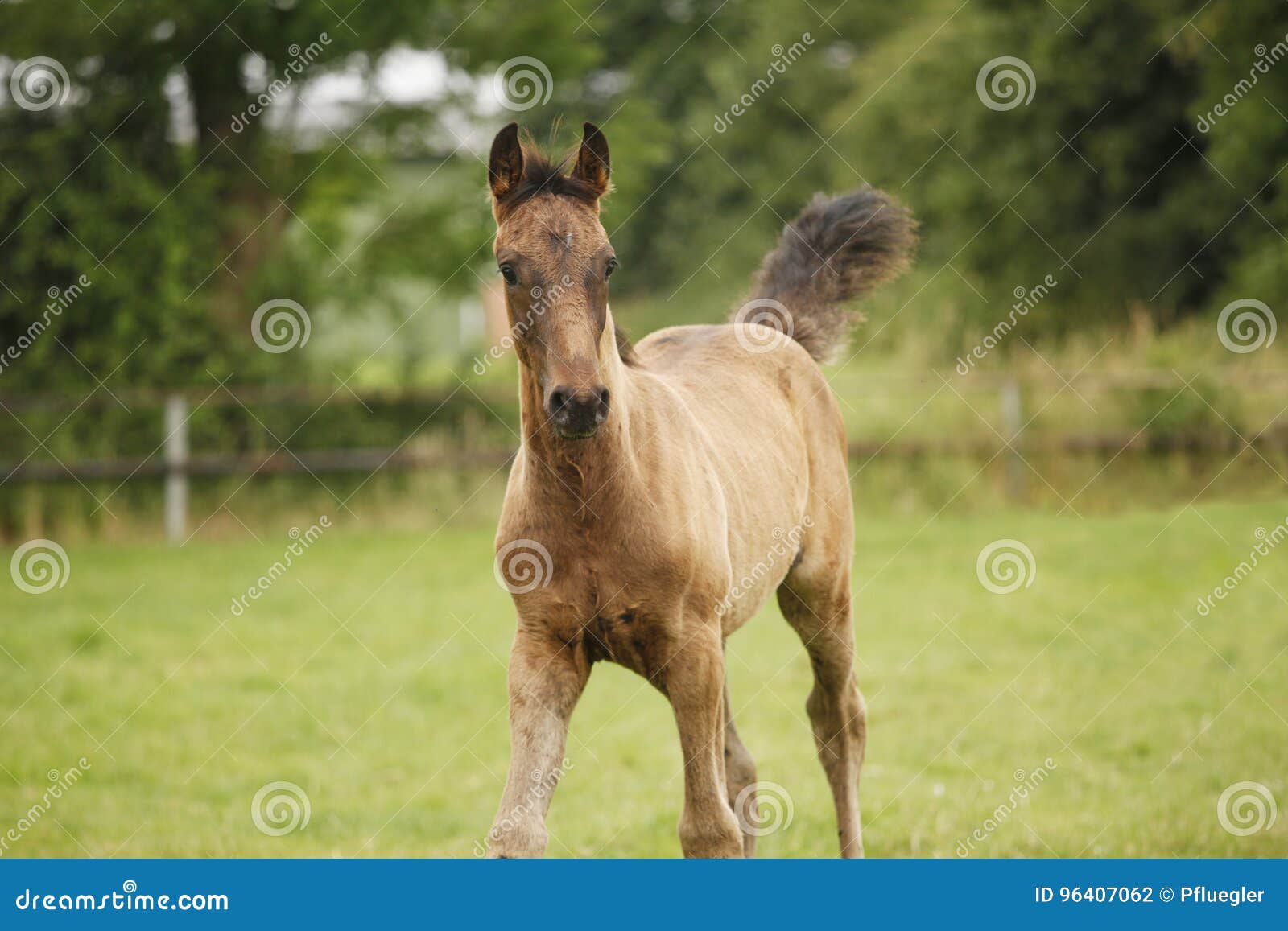 Young Holsteiner foal stock photo. Image of equestrian - 96407062