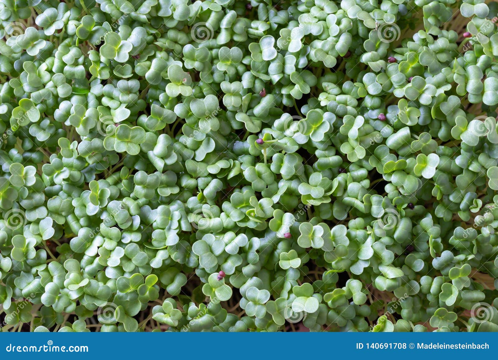 Young Homegrown Broccoli Microgreens Stock Photo - Image of lifestyle ...